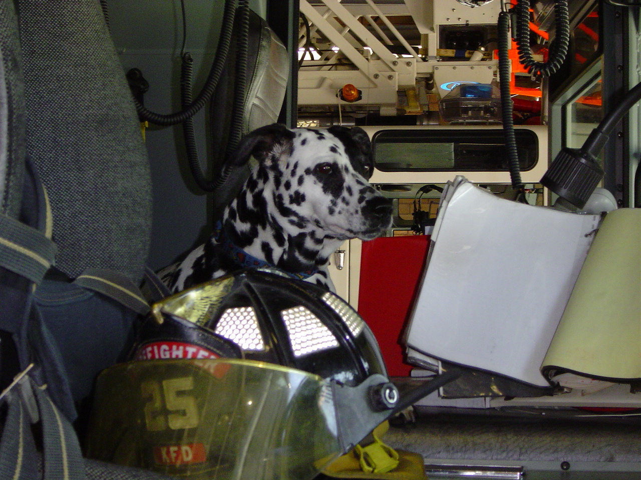 Shadow & The History of the Dalmatian - Kearney Fire District